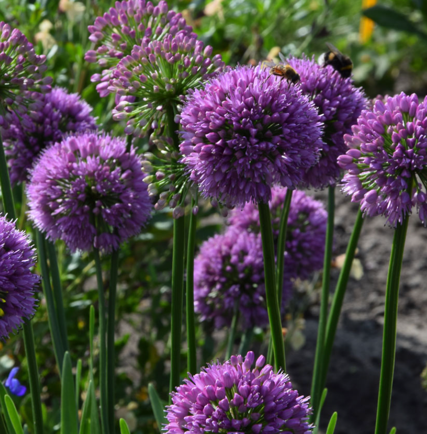 Allium hybrid | Urban Jungle