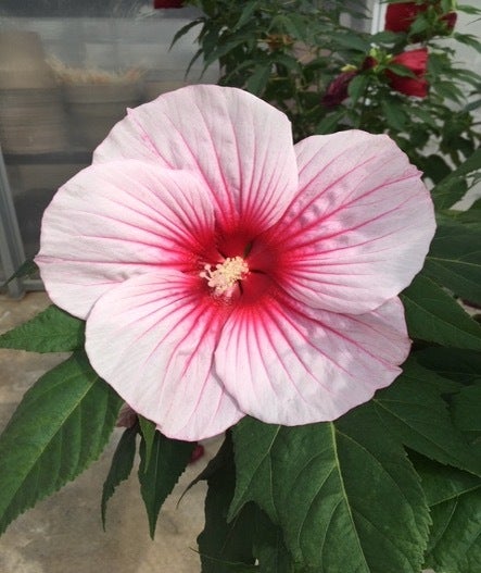 Hibiscus moscheutos 'MoonShadow Rosita' | Urban Jungle