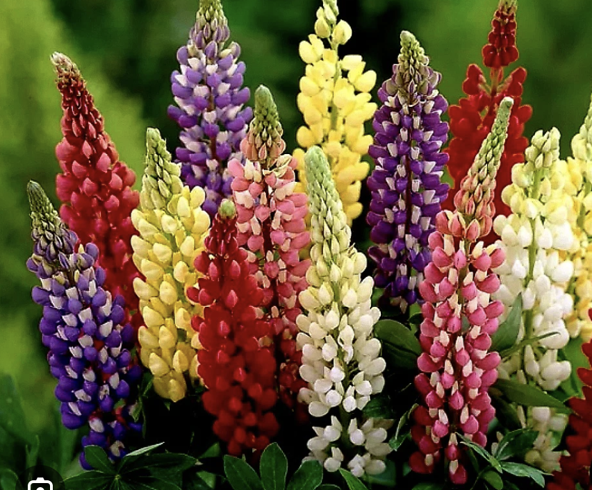Lupinus 'Gallery Mix' | Urban Jungle
