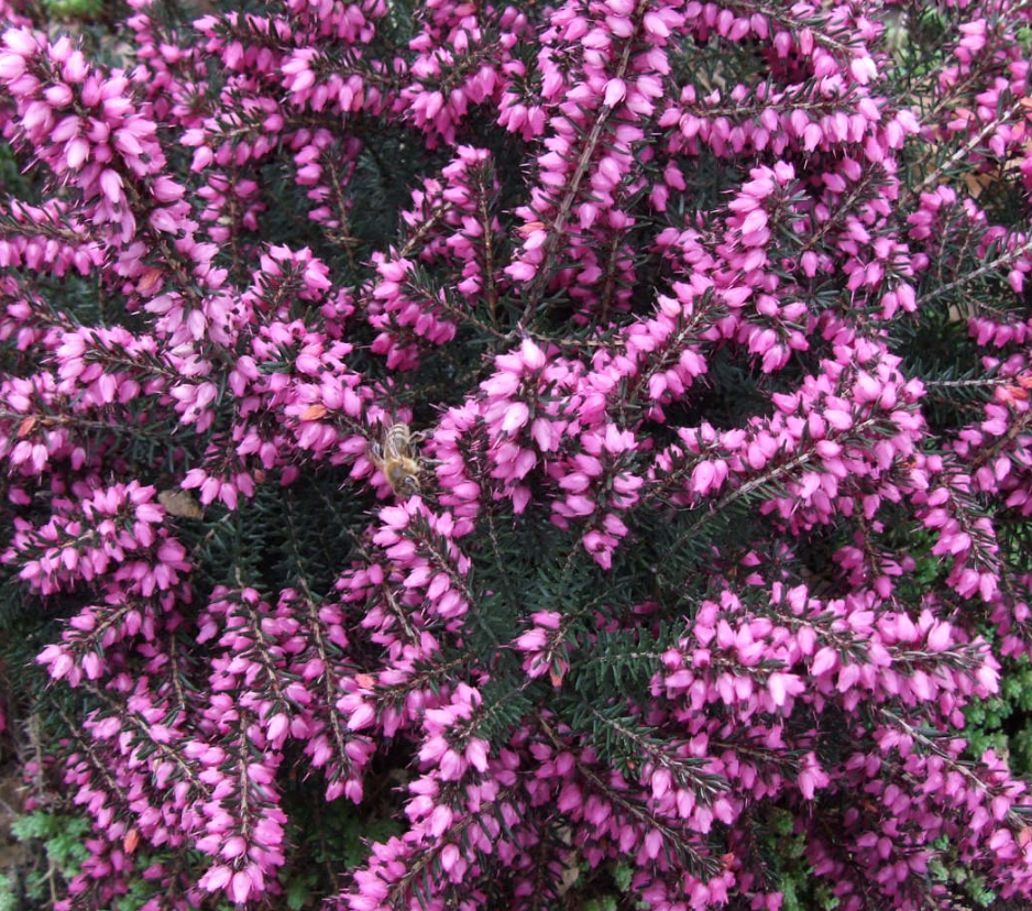 Erica x darleyensis | Urban Jungle